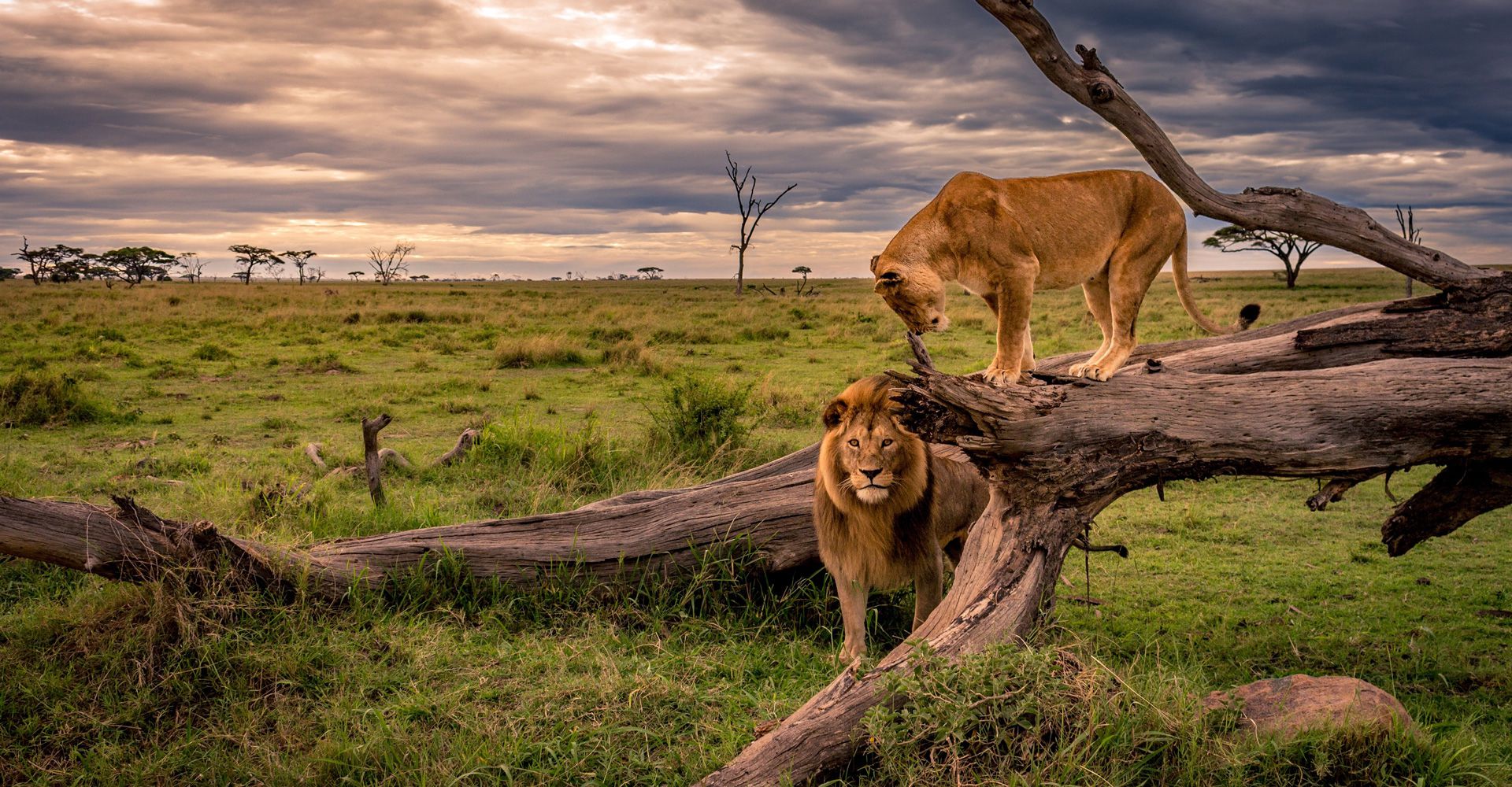 7 days High-end Tanzania Safari